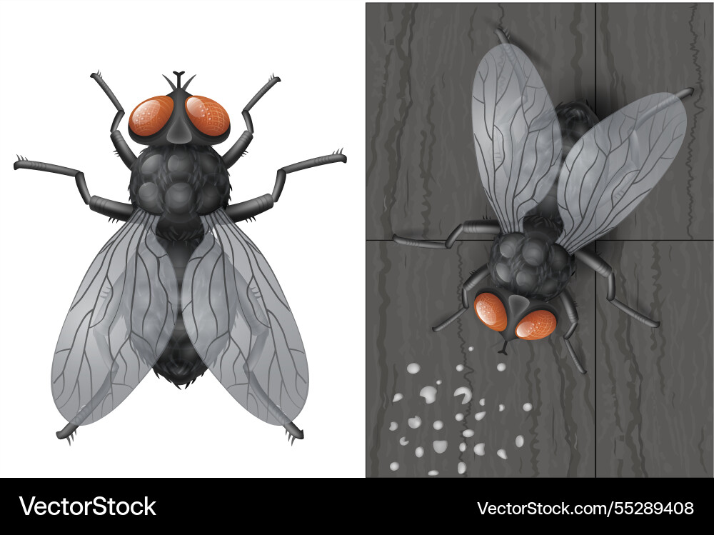 Realistic insect fly Royalty Free Vector Image