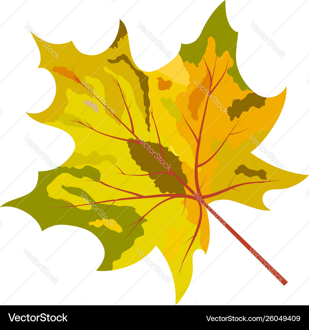 Autumn maple leaf Royalty Free Vector Image - VectorStock