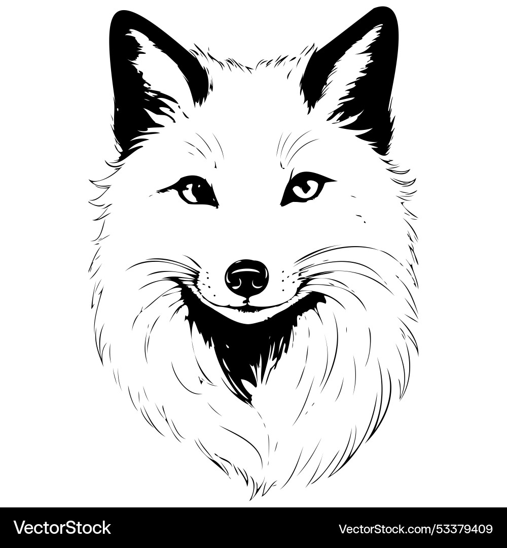 Isolated arctic fox portrait engraving drawing Vector Image