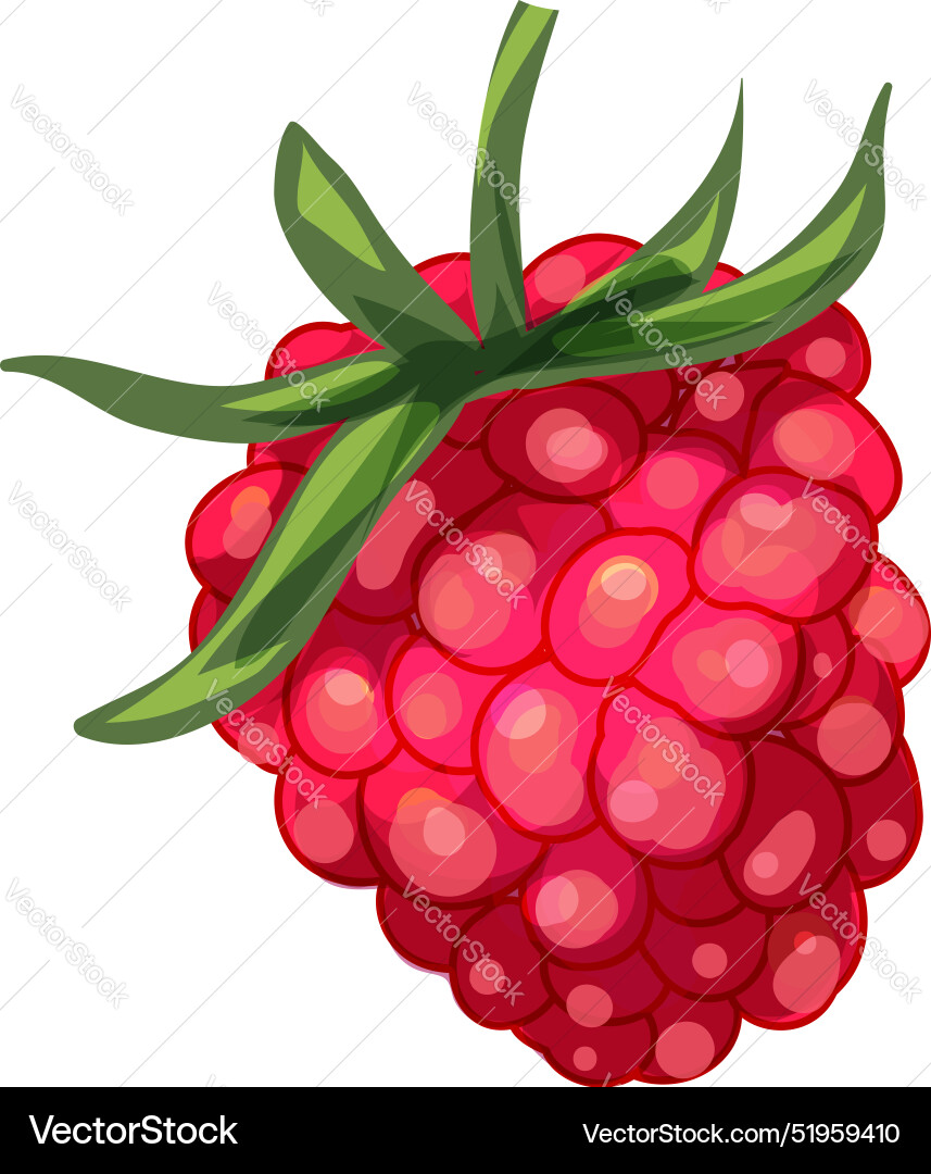 Juicy red raspberry showing tiny connected Vector Image