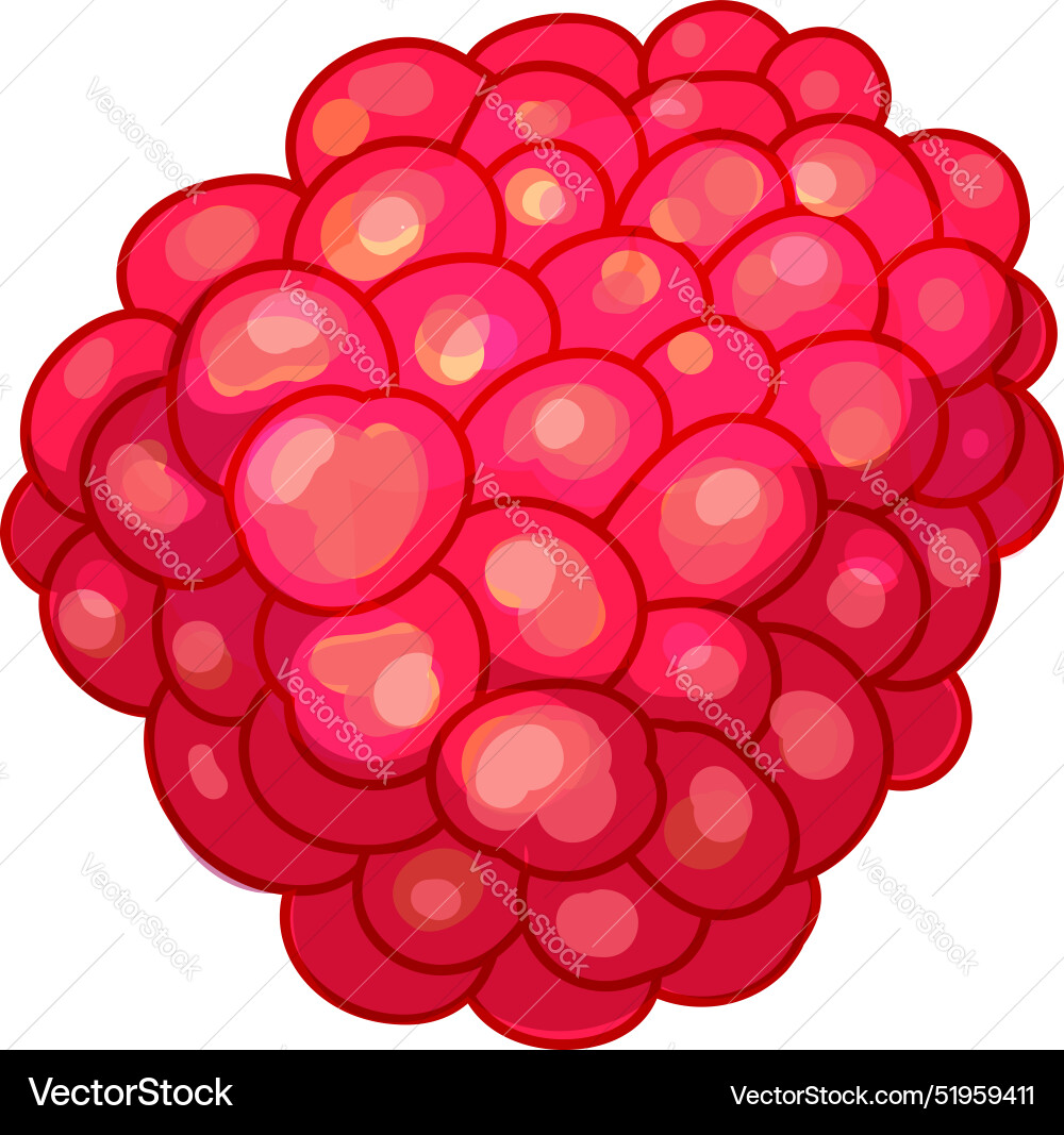 Delicious red raspberry fruit growing on plant Vector Image