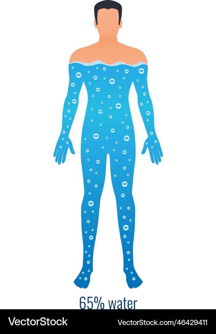 Human Body Water Content Royalty Free Vector Image