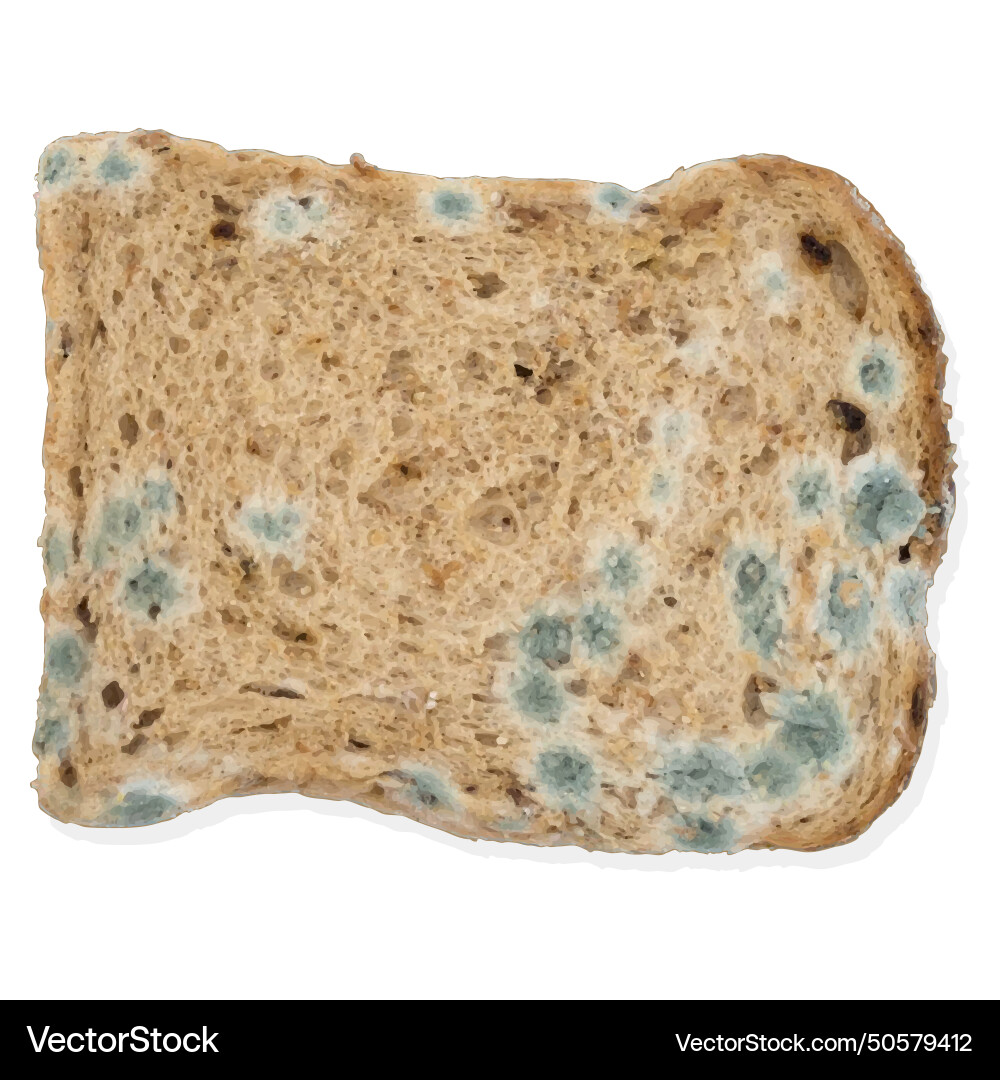 Whole bread Royalty Free Vector Image - VectorStock