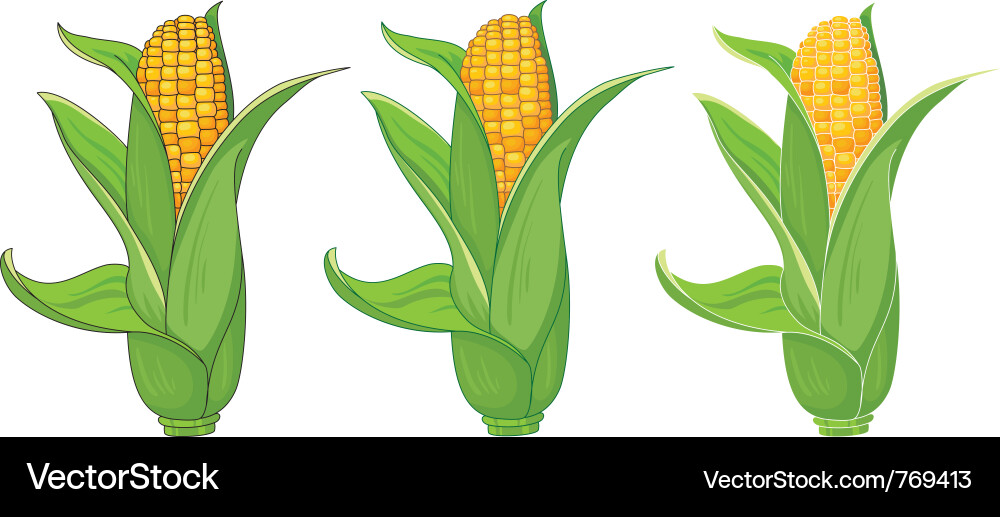 Collection corn Royalty Free Vector Image - VectorStock