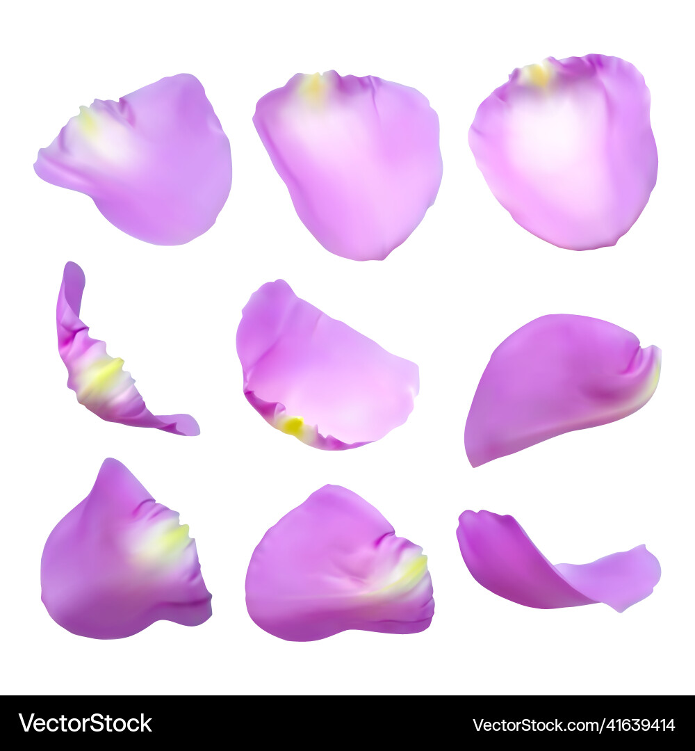 Realistic rose petals Royalty Free Vector Image