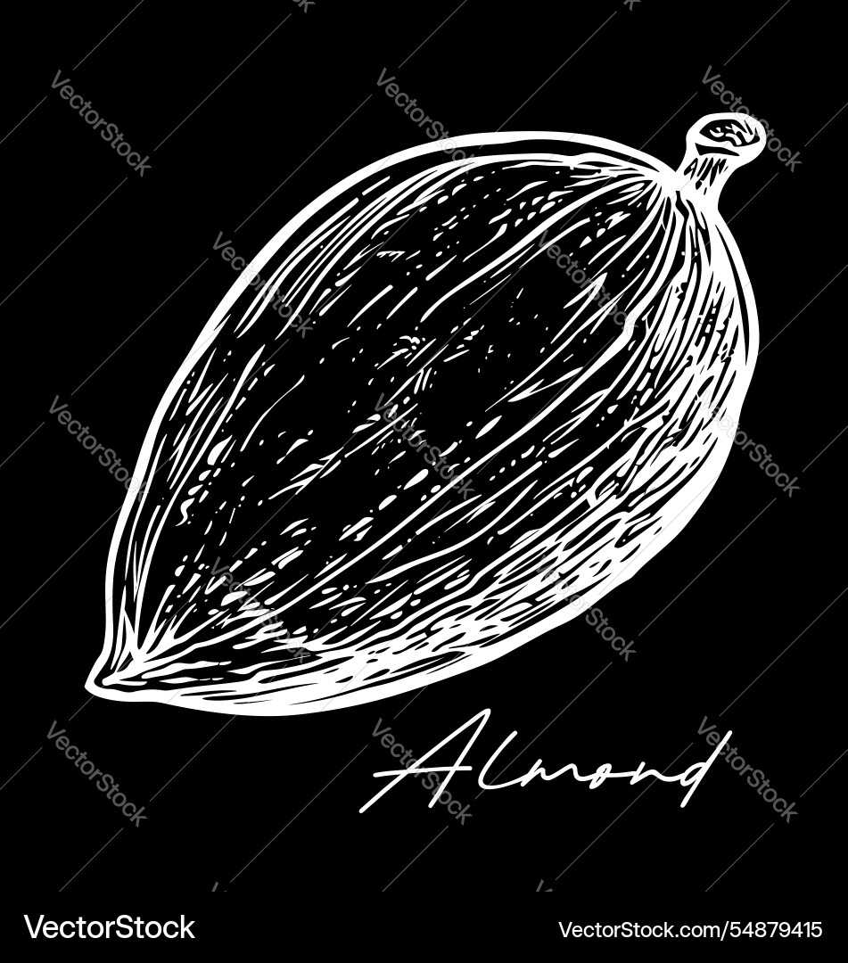 Almond hand drawn black and white Royalty Free Vector Image