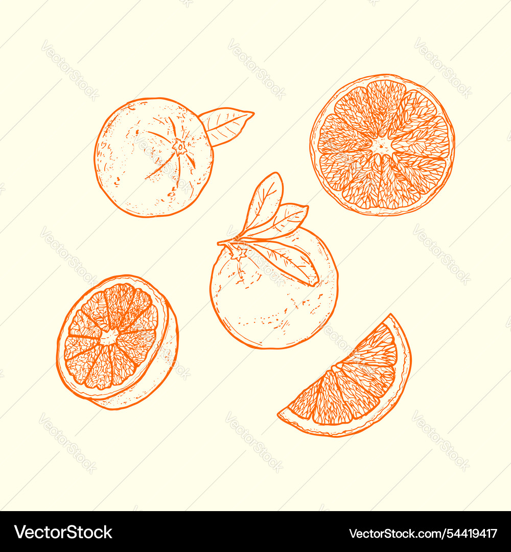 Orange fruit set Royalty Free Vector Image - VectorStock