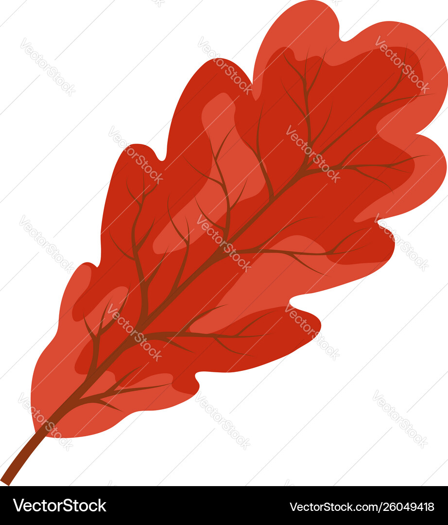 Autumn oak leaf Royalty Free Vector Image - VectorStock