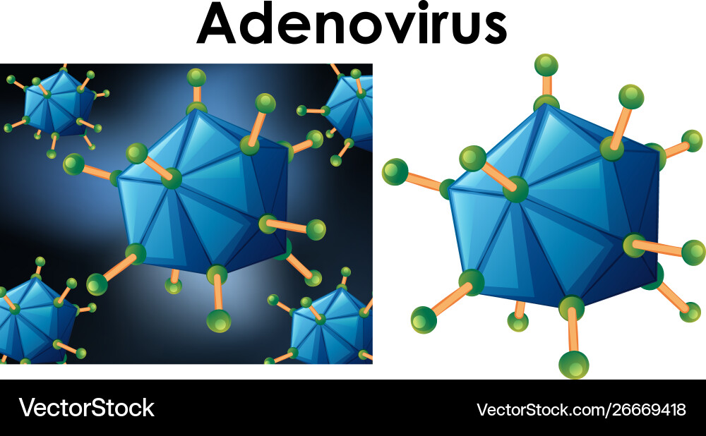 Close up isolated object virus name adenovirus Vector Image