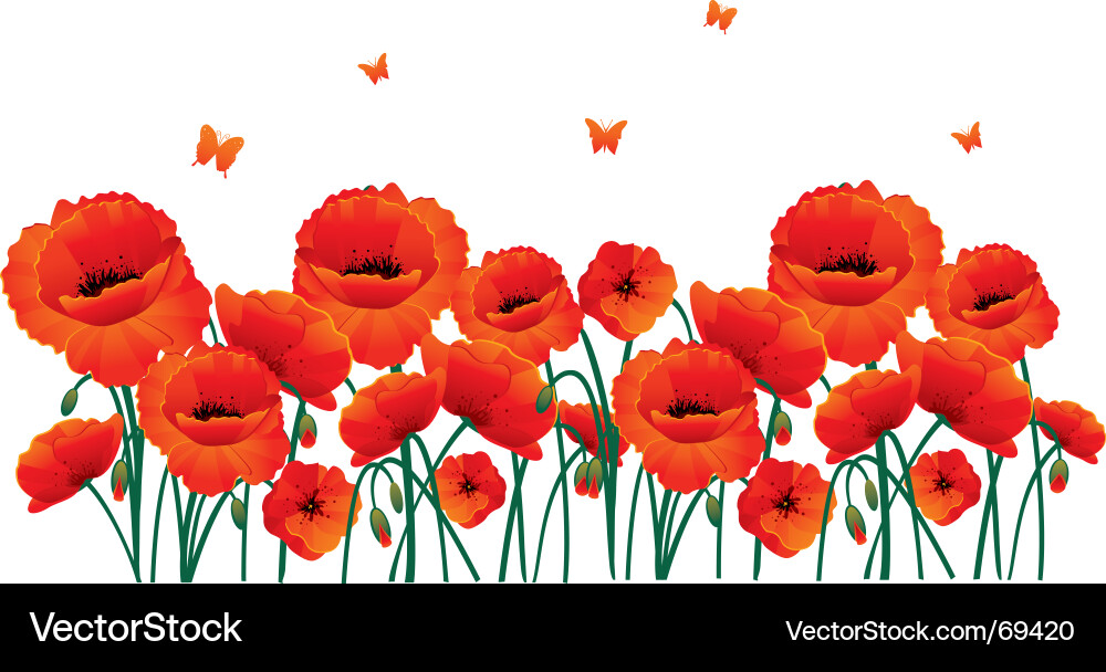 Poppy flower Royalty Free Vector Image - VectorStock