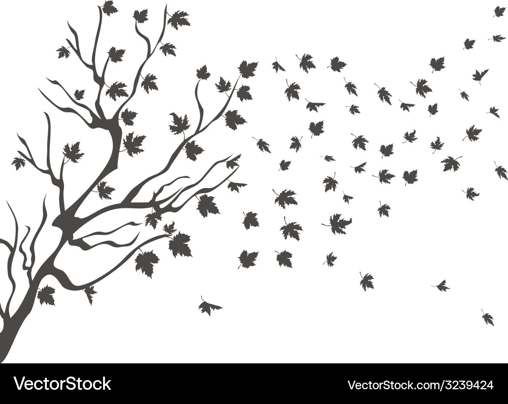 Maples falling background Royalty Free Vector Image