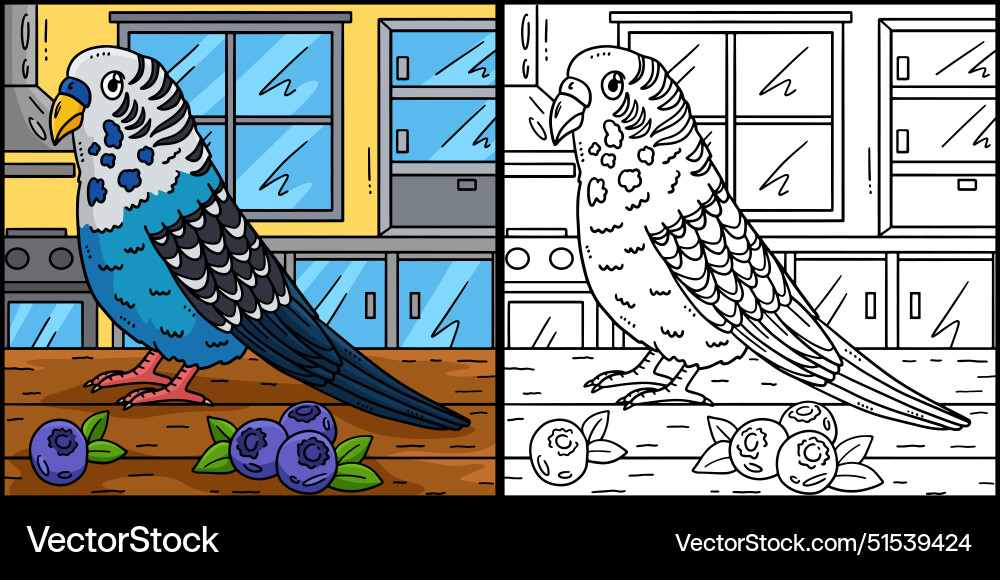 Parakeet bird coloring page colored Royalty Free Vector