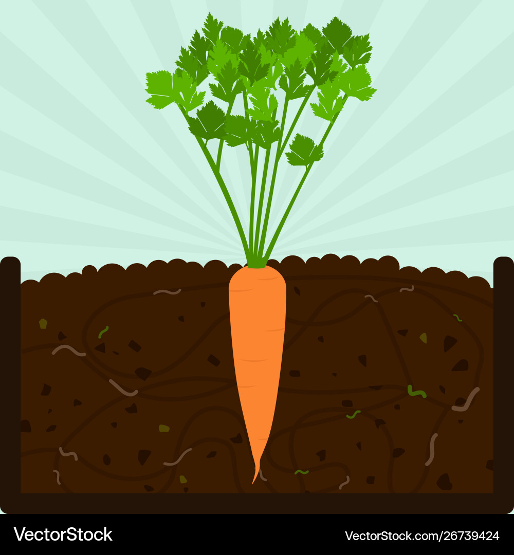 Planting carrot tree and compost Royalty Free Vector Image