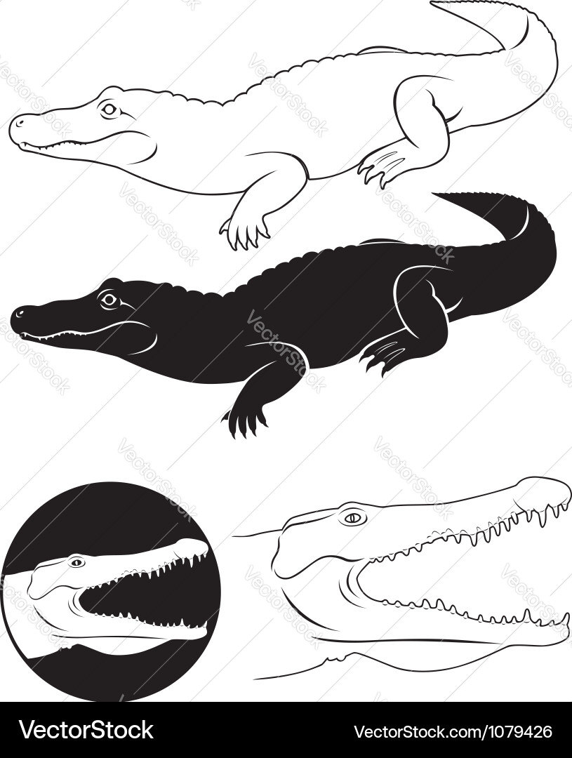 Alligator Outline Vector Images (over 2,200)