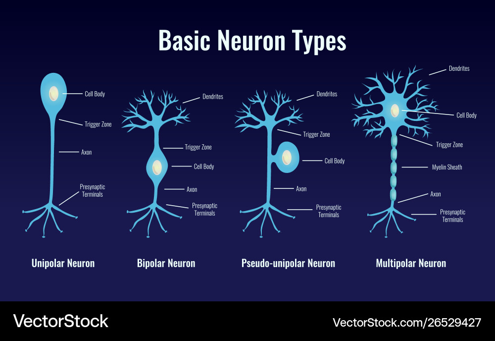 Basic neuron types composition Royalty Free Vector Image