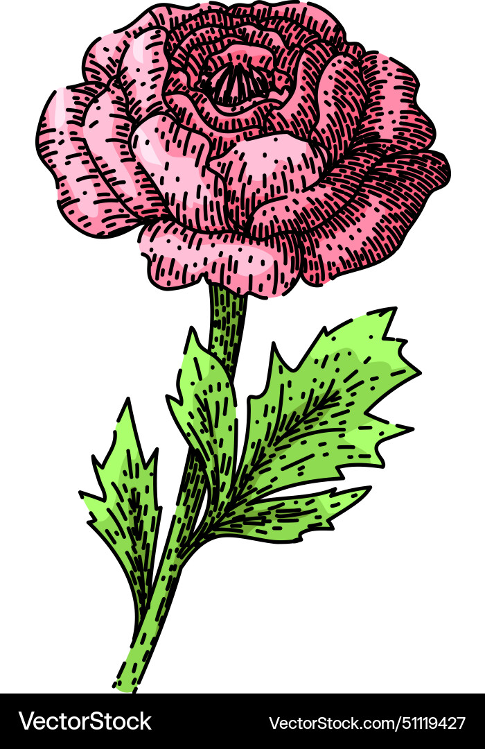 Blooms ranunculus sketch hand drawn Royalty Free Vector