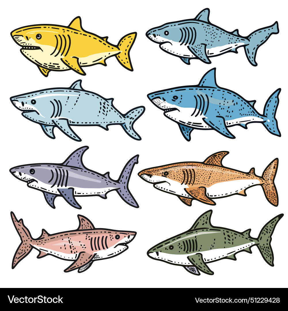 Collection various colorful sharks shark detailed Vector Image