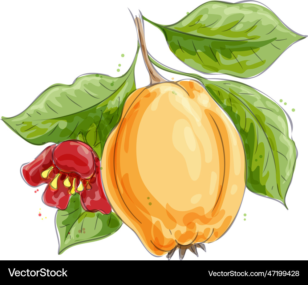 Quince watercolor sketch Royalty Free Vector Image