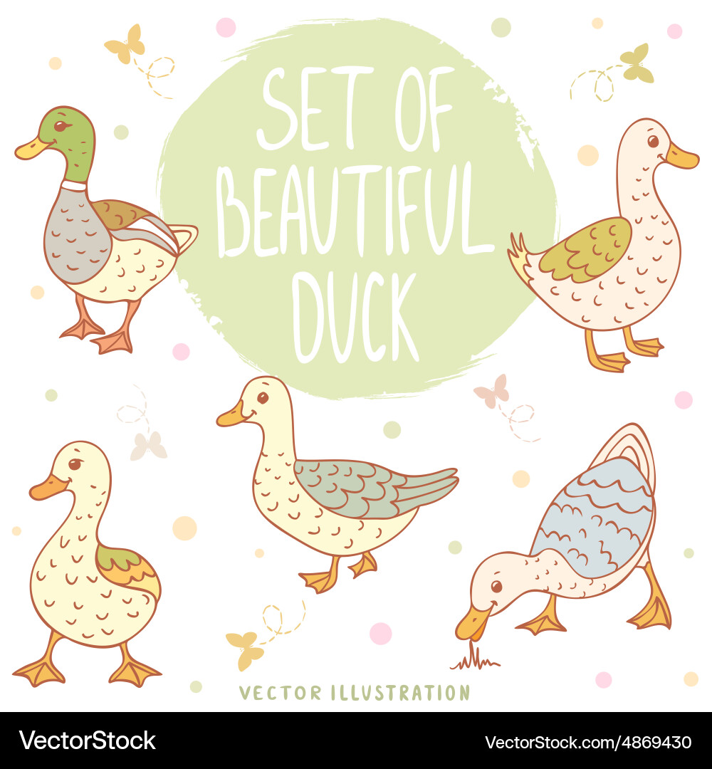 Ducks set Royalty Free Vector Image - VectorStock