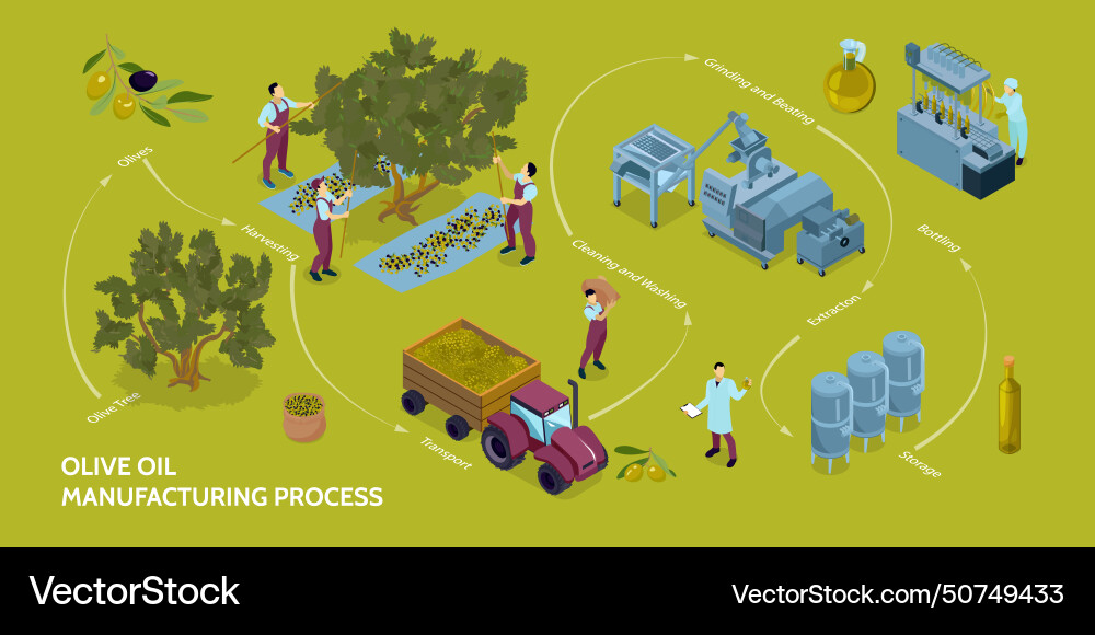 Olive oil production infographics Royalty Free Vector Image