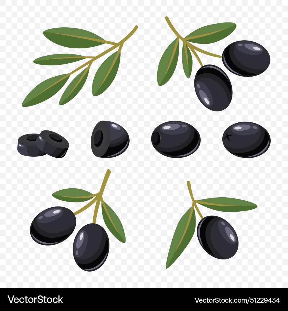 Flat black olives and branch set hand Royalty Free Vector