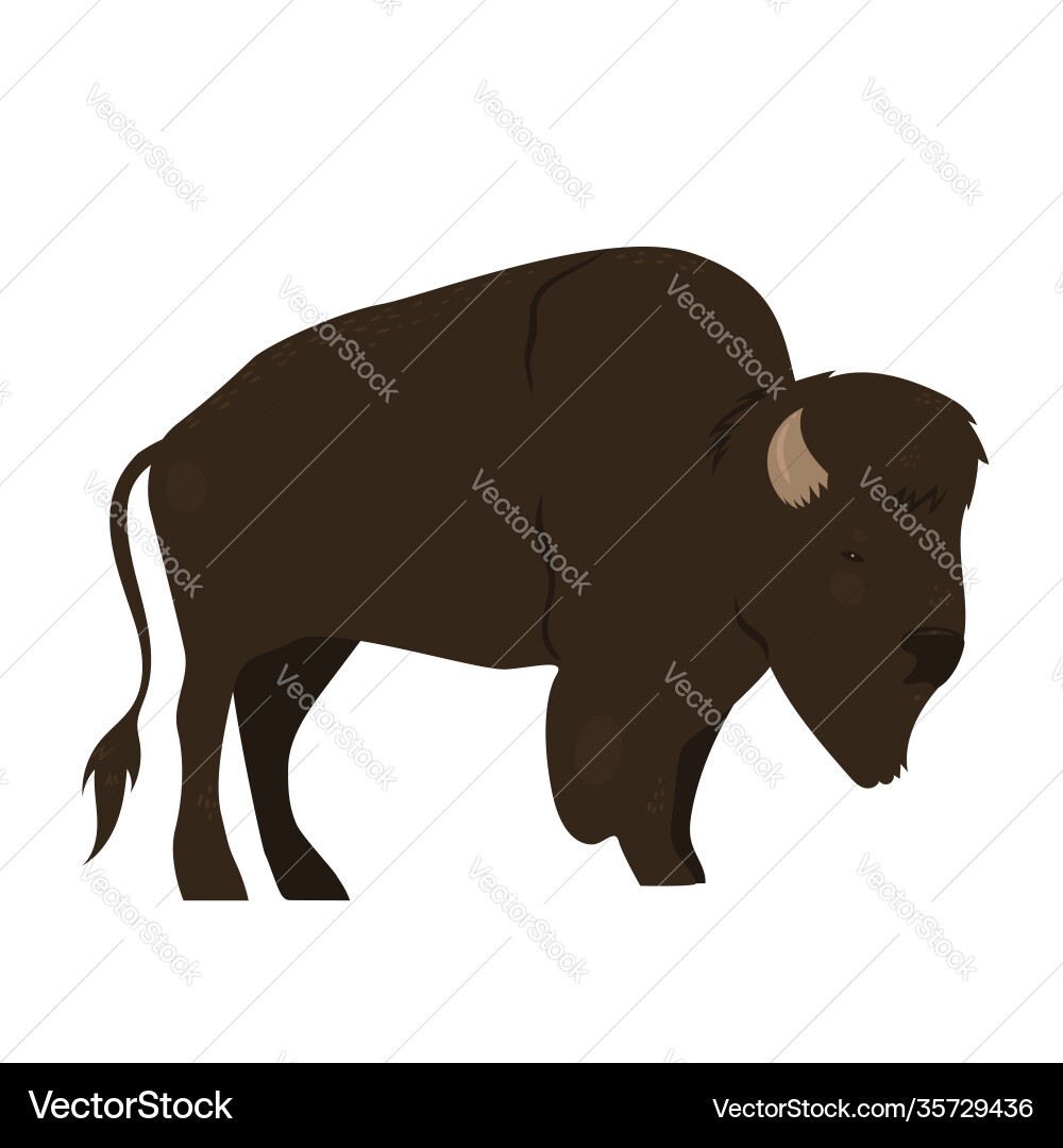 Bison isolated on white background graphics Vector Image