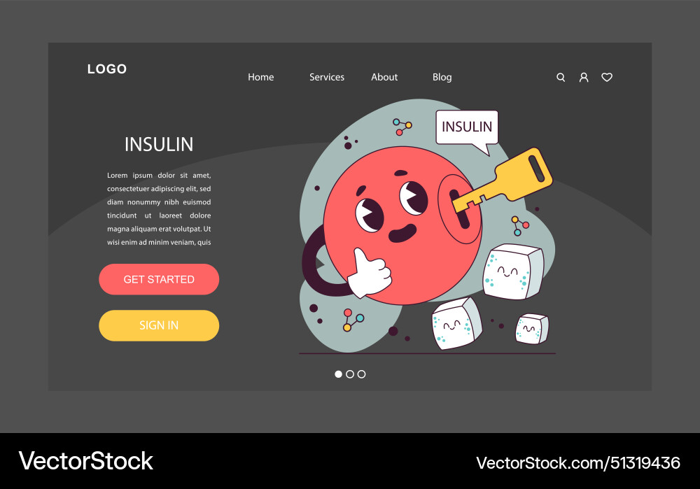 Endocrine system insulin function pancreas gland Vector Image
