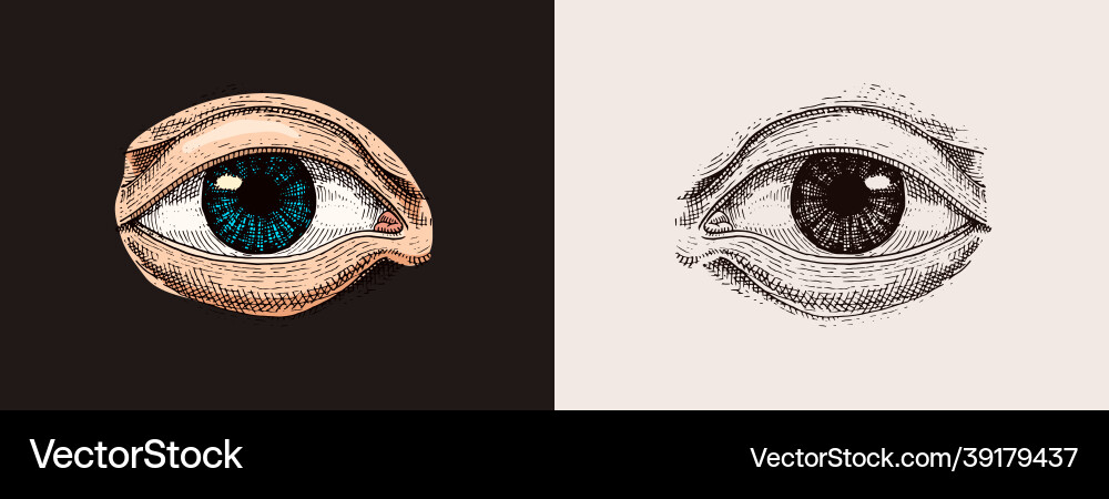 Human biology organs anatomy Royalty Free Vector Image