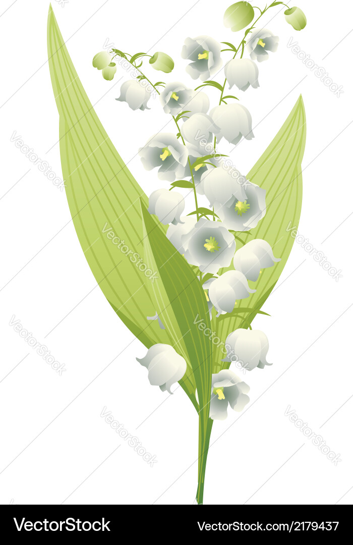Lily of the valley Royalty Free Vector Image - VectorStock