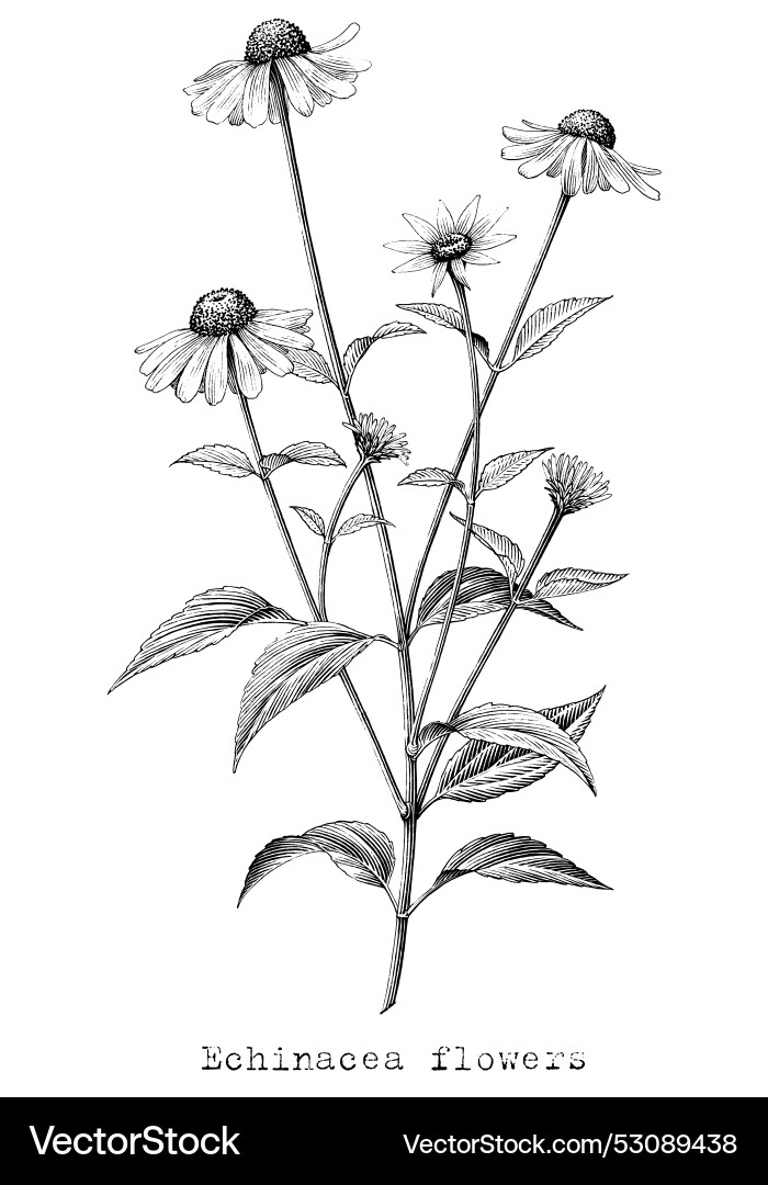 Engraving Flower Vector Images (over 42,000)