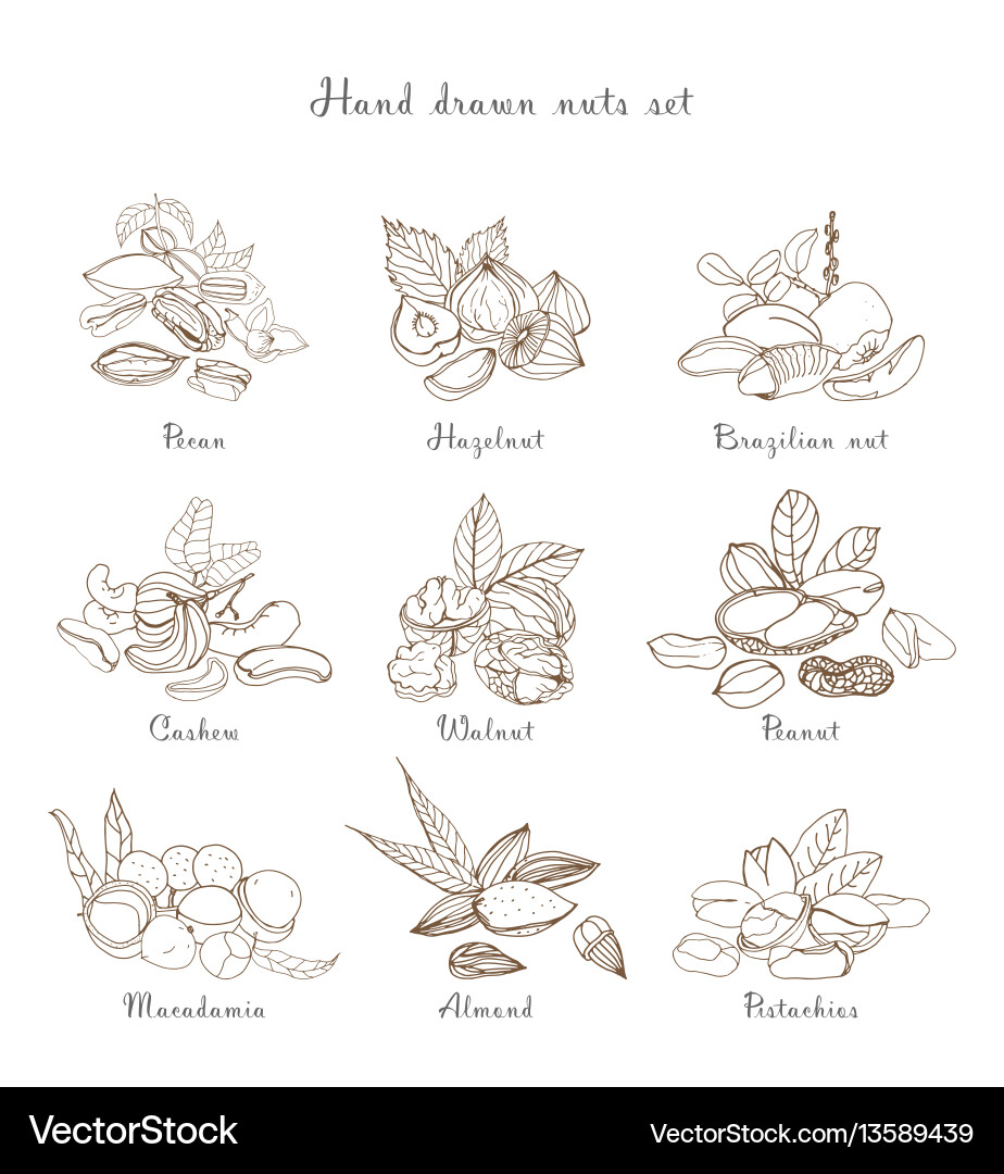 Diverse Nut Collection Royalty Free Vector Image
