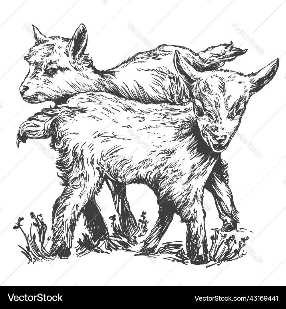 Goats in the clearing hand drawn Royalty Free Vector Image
