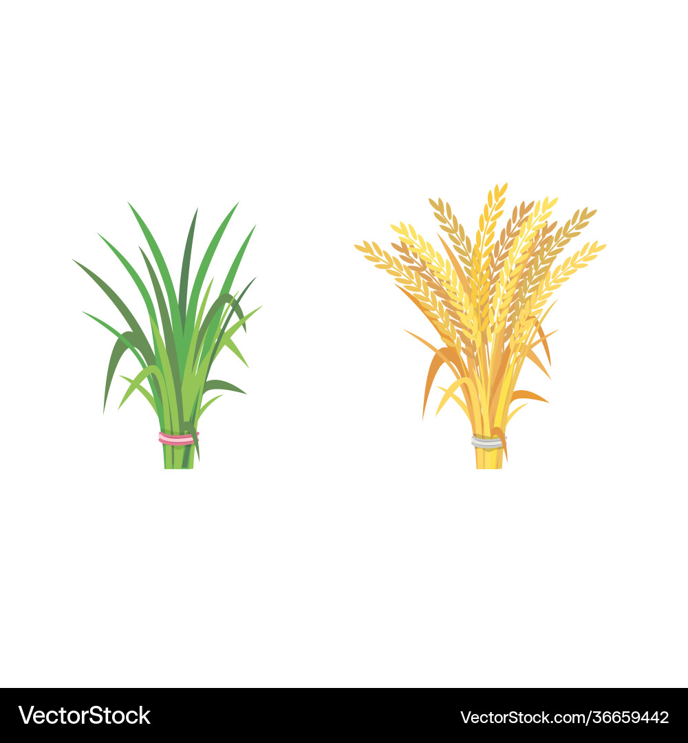 Sheaf rice Royalty Free Vector Image - VectorStock