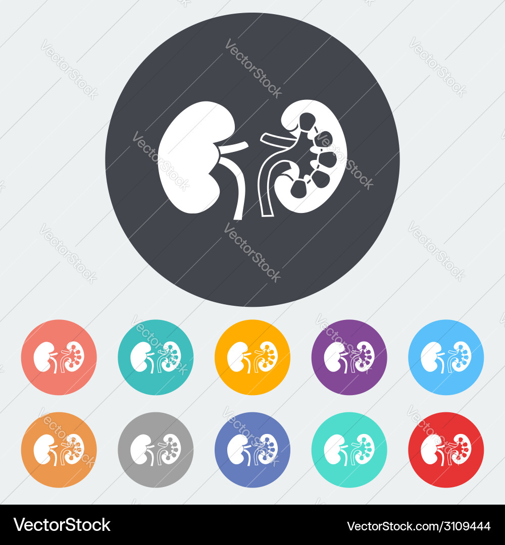 Human kidney Royalty Free Vector Image - VectorStock
