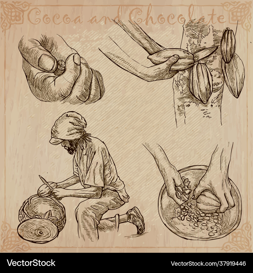 Cocoa Harvesting & Processing Royalty Free Vector Image