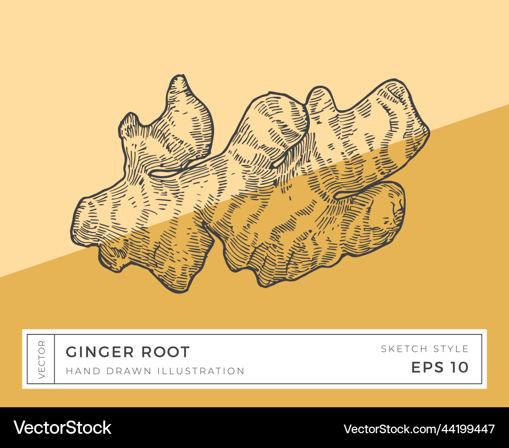 Hand drawn ginger root vegetable Royalty Free Vector Image