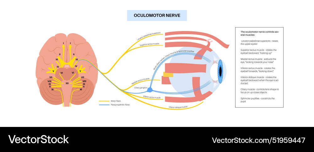 Oculomotor nerve poster Royalty Free Vector Image