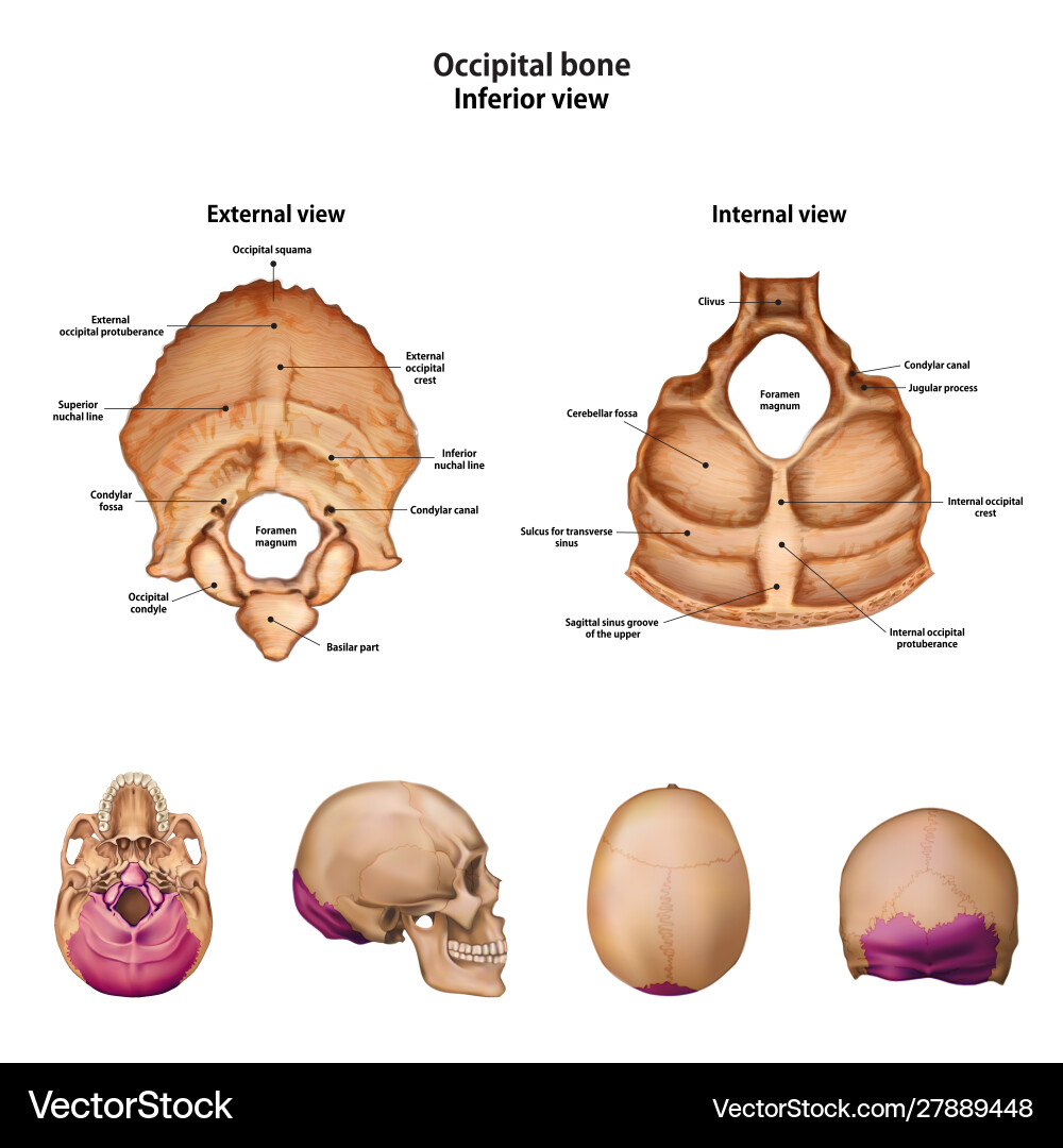 Occipital Bone Anatomy Geography Of The Skull
