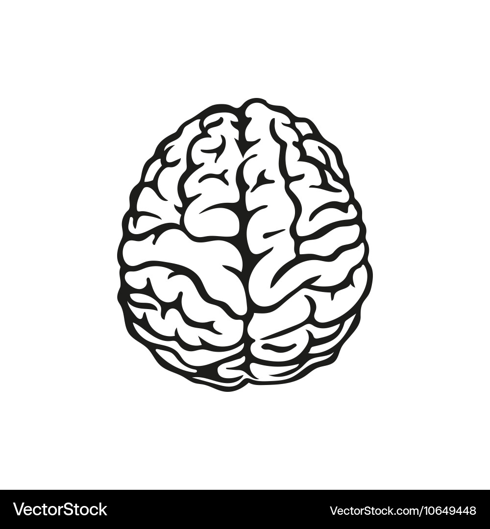 Outline of human brain Royalty Free Vector Image
