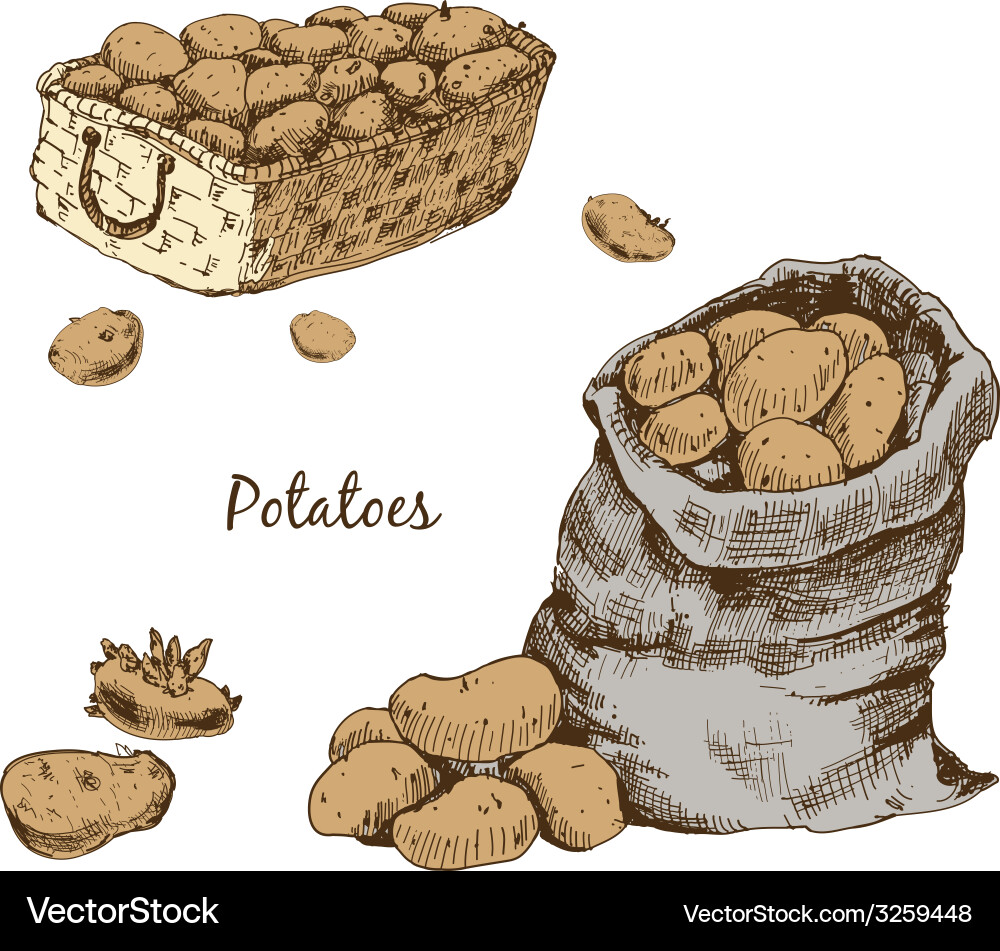 Potatoes Royalty Free Vector Image - VectorStock