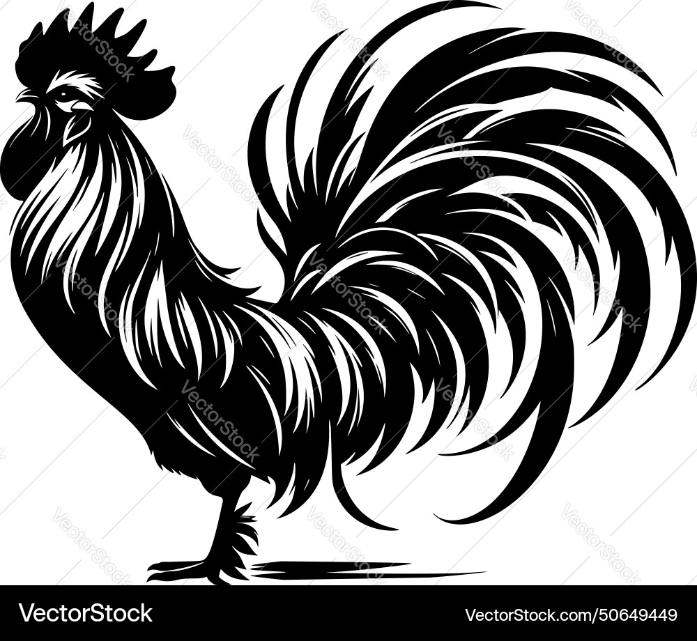 Australorp rooster in monochrome elegance Vector Image