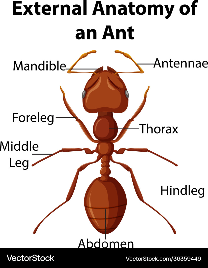 External anatomy an ant on white background Vector Image