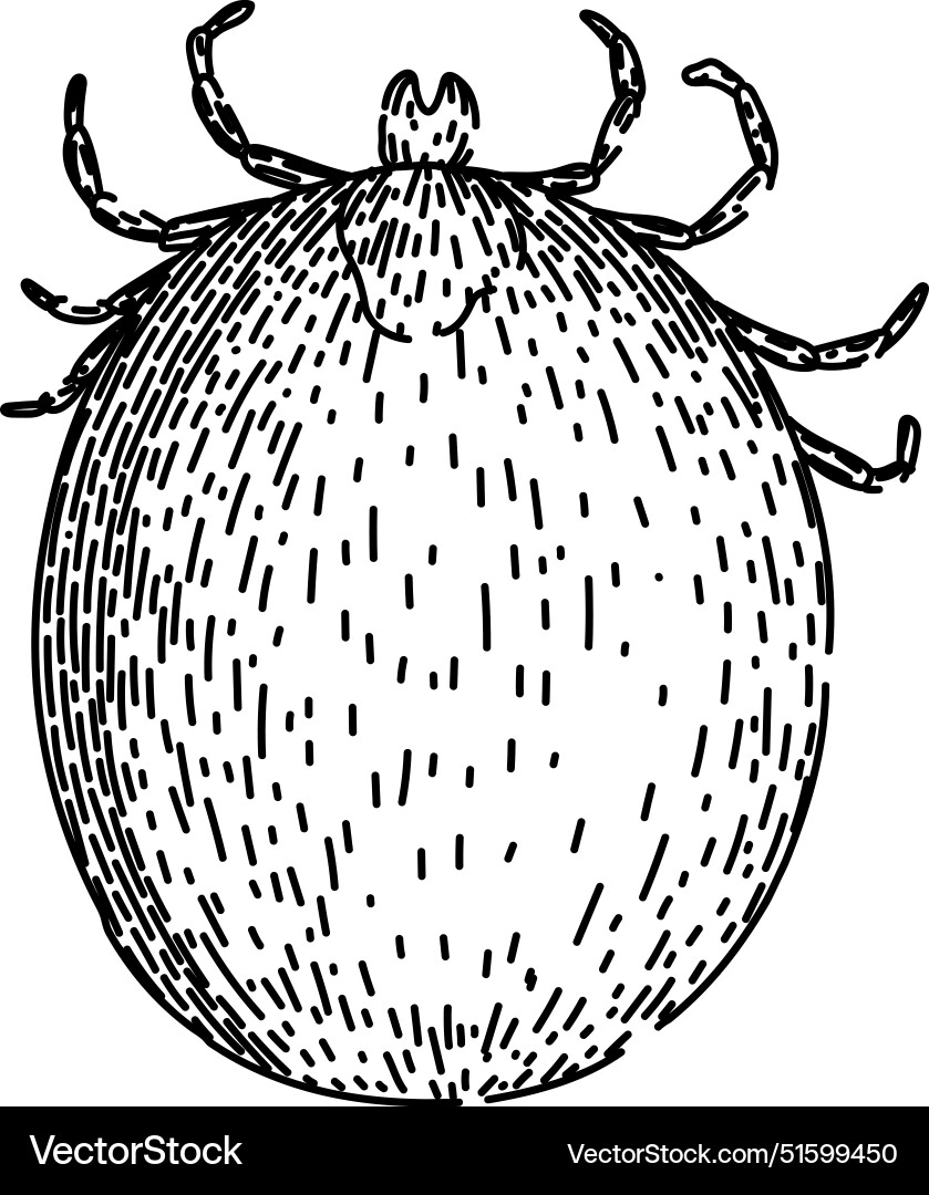 Mite tick sketch hand drawn Royalty Free Vector Image
