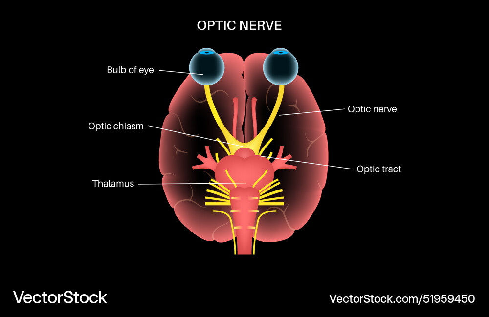 Optic nerve anatomy Royalty Free Vector Image - VectorStock