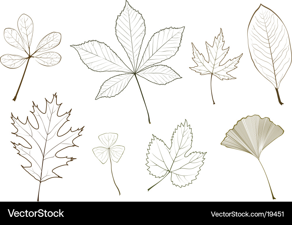 Leaf Outline Set Royalty Free Vector Image - VectorStock