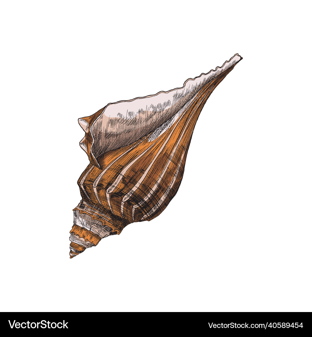 Lightning whelk - leere Seeschale Jahrgang Vektorbild