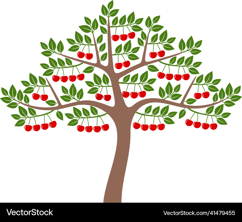 Cherry tree Royalty Free Vector Image - VectorStock