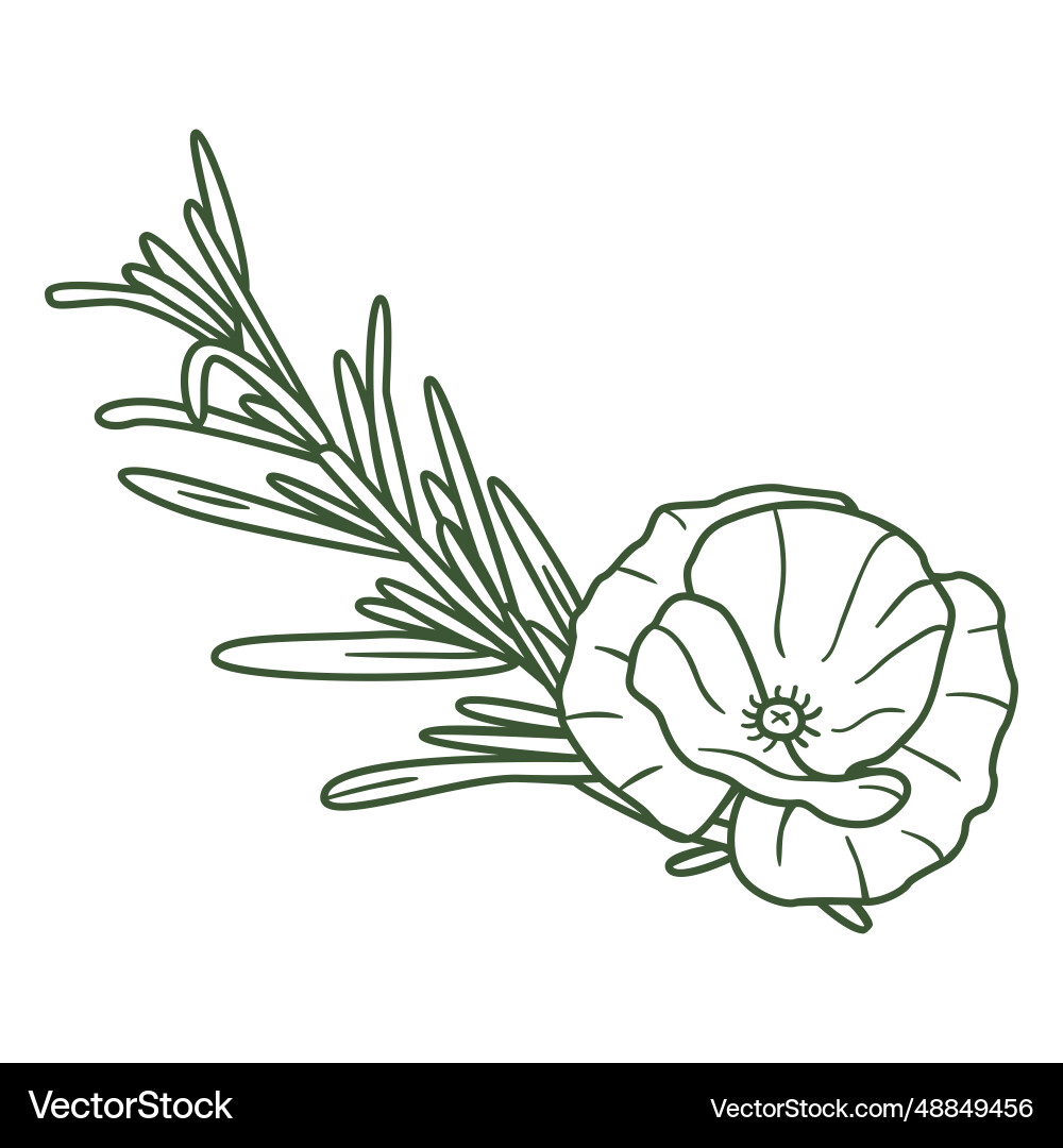 Flower and leaves anzac day Royalty Free Vector Image