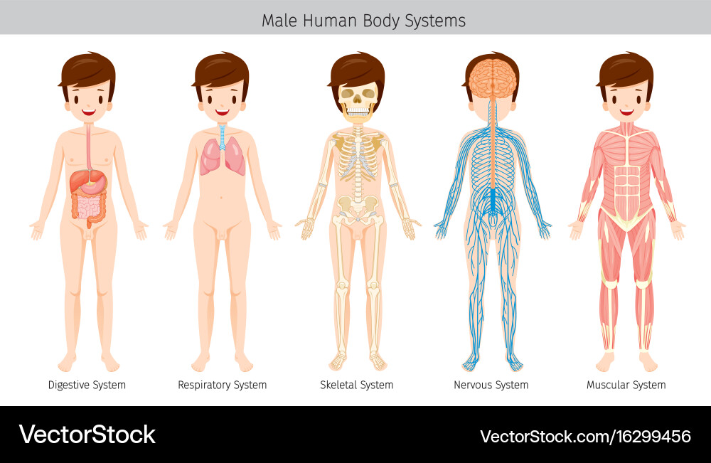 Human Anatomy: Body Systems Overview Royalty Free Vector