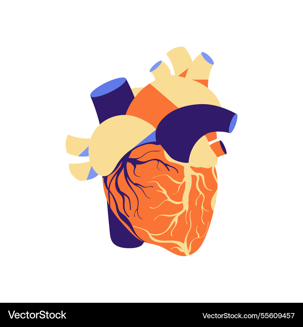 Human heart Royalty Free Vector Image - VectorStock